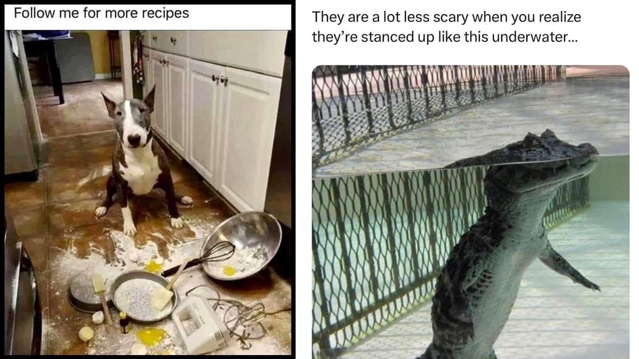 Wholesome Friyay Awwnimal Memes To Satisfy Your Paw-crastination And ...