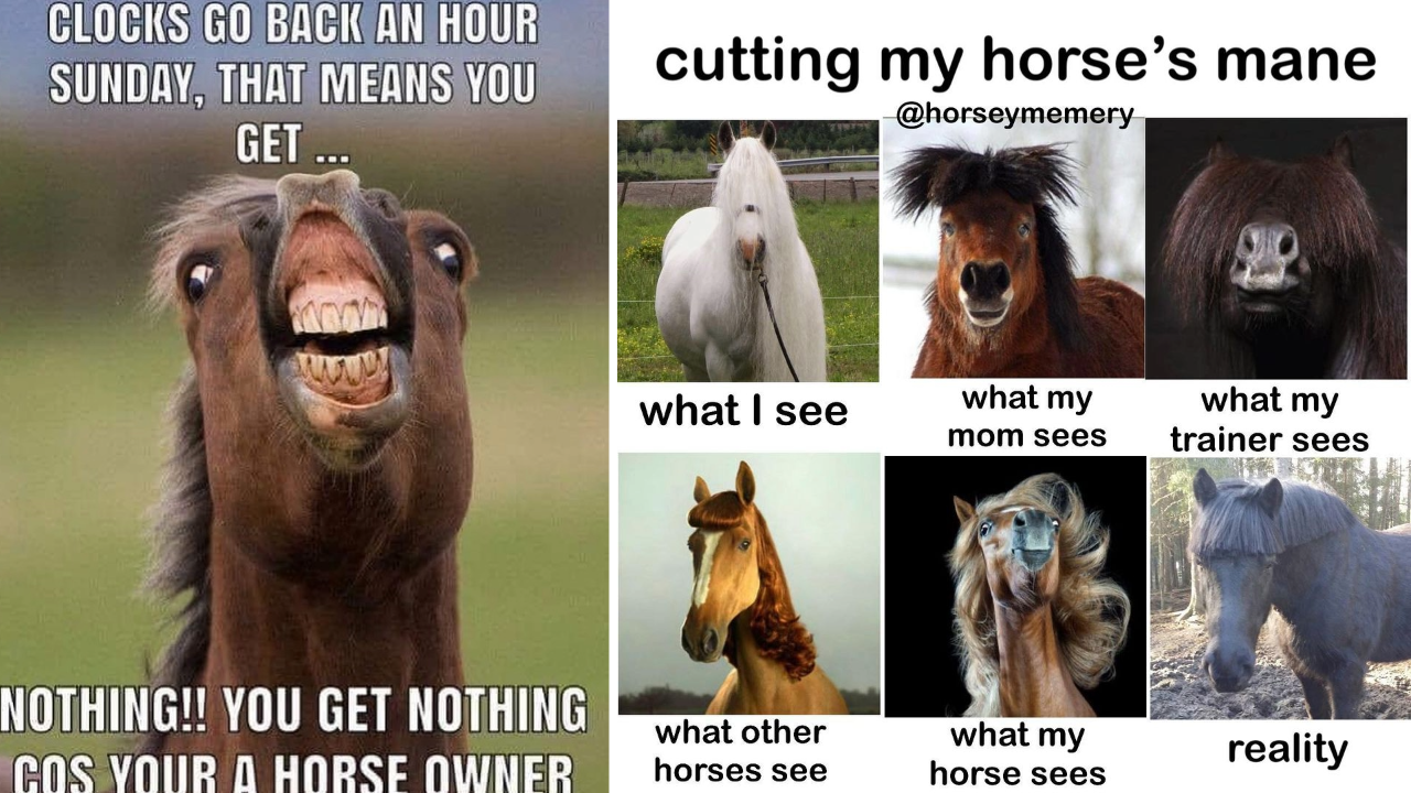 Sitting In The Saddle Saturdays: Wholesome Horse Memes To Help Shake Off The Work Week Blues ...