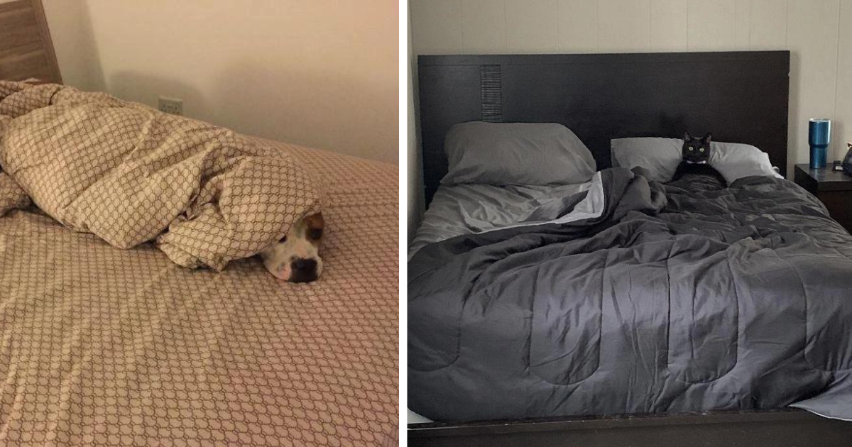 46 Pictures Of Pets In Hooman Beds To Help You Fall Asleep - Animal ...