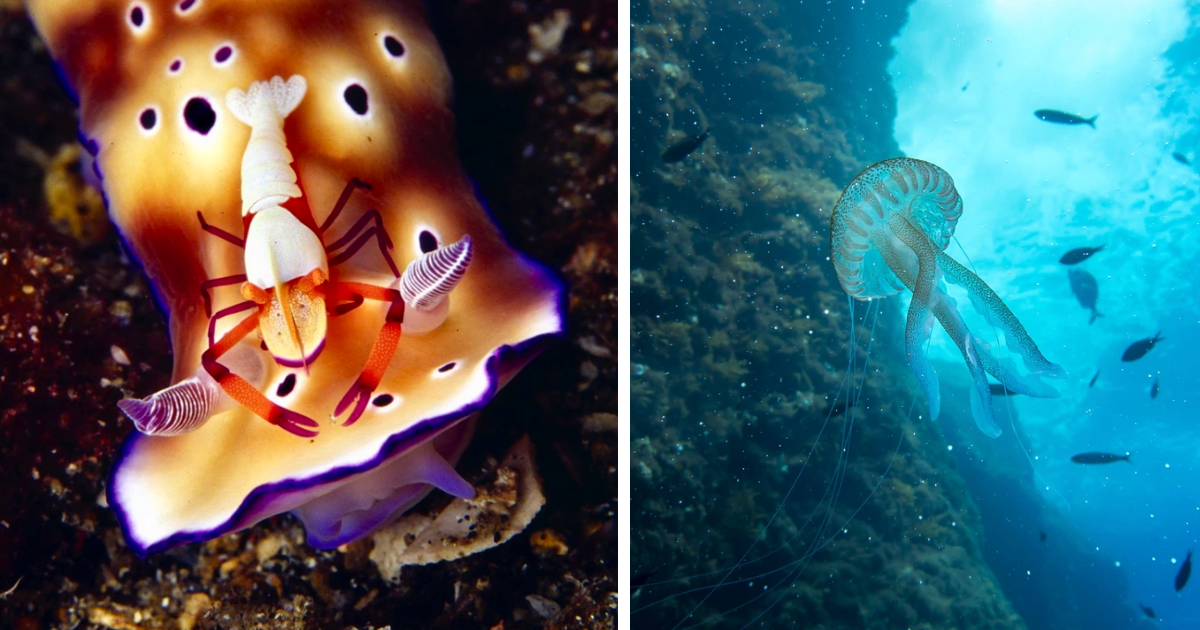 40+ Unearthly Underwater Images To Inspire You To Take The Plunge And ...