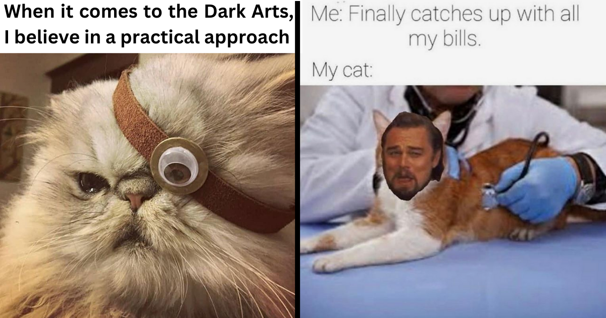 35+ Hilarious Cat Memes To Help You Laugh Through The Pain Of Finishing ...