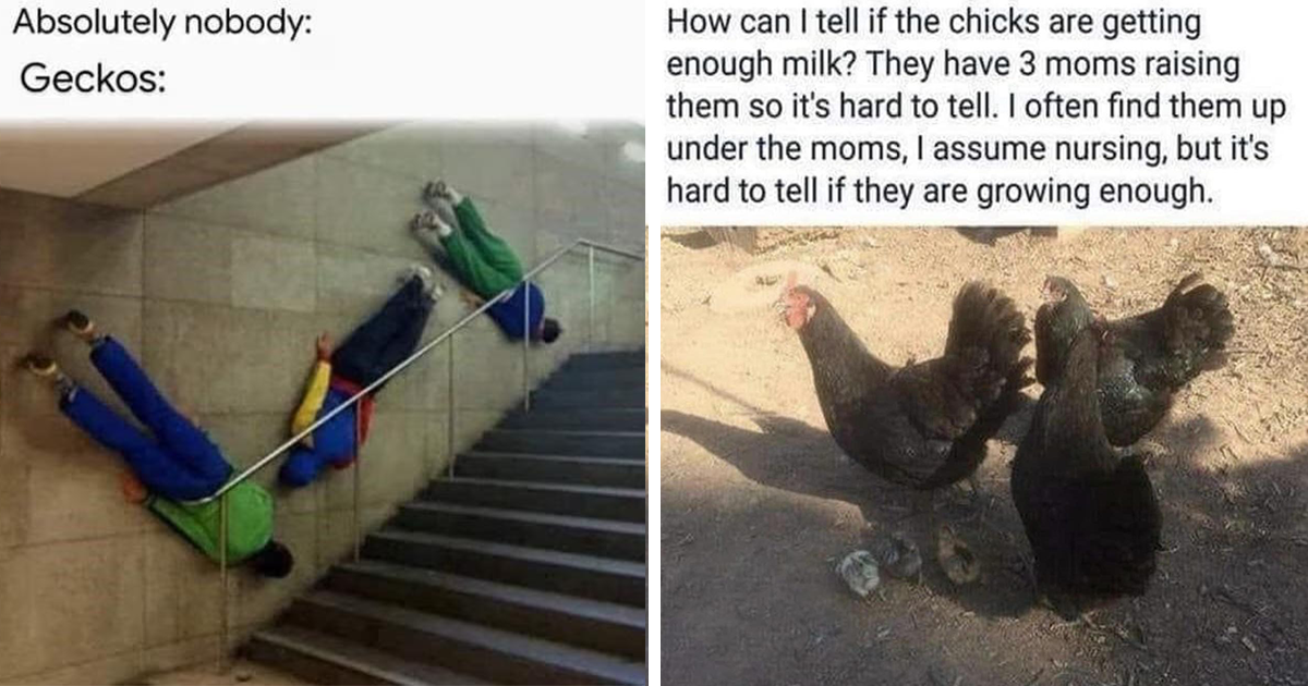 Rise And Shine With The Funniest Animal Memes Of The Week (September 24 ...