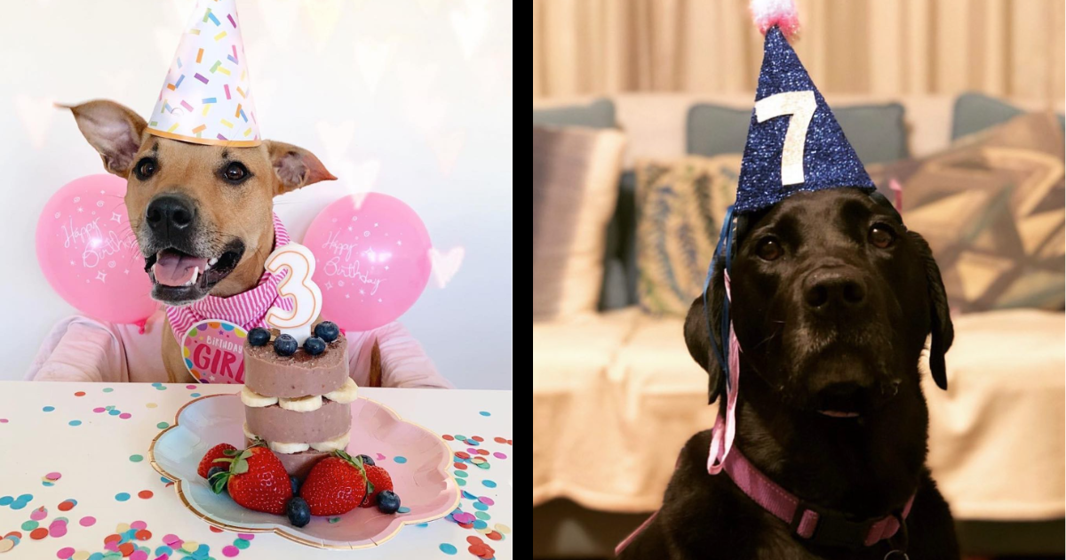 Raise the Woof: Celebrate 40+ Wholesome Dog Birthdays for Pet Pawrents ...