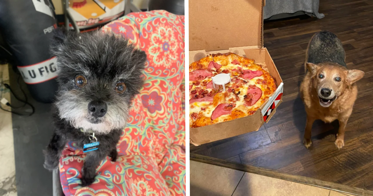 25 Adorable Older Doggos To Give Some Puppy Love To On Senior Saturday ...