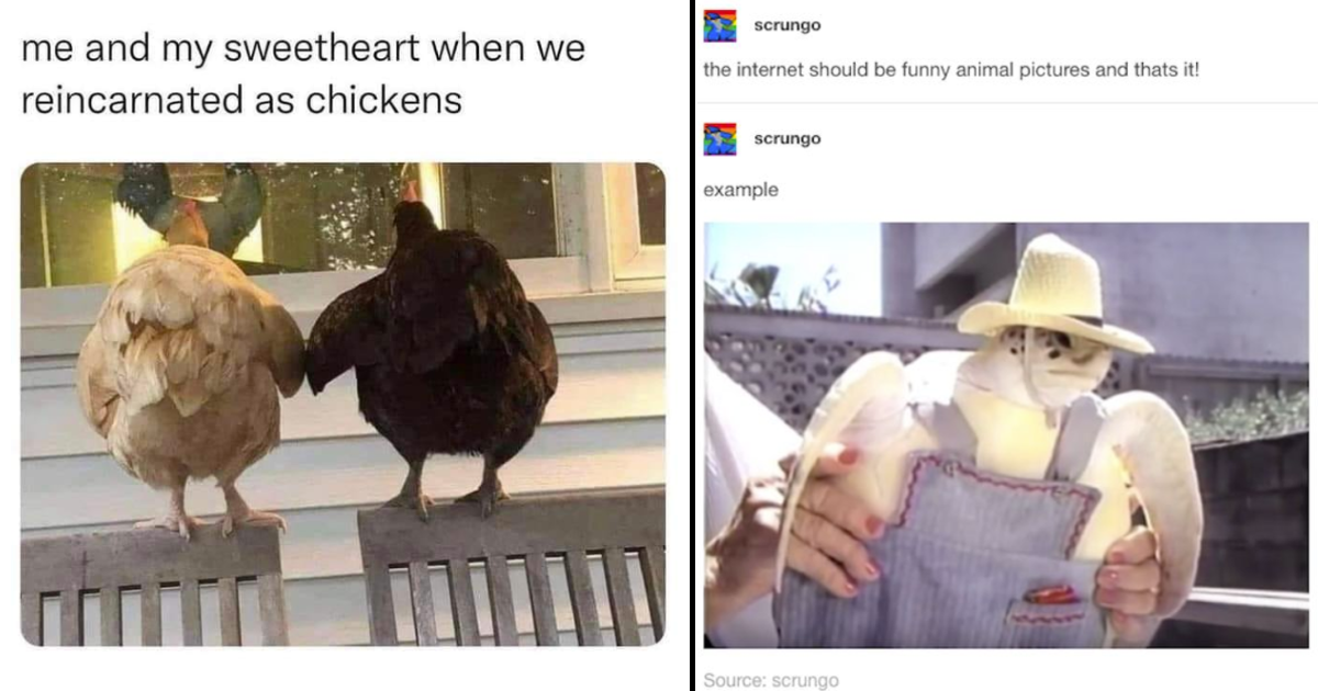 The Best Heartwarmingly Wholesome Memes and Posts of the Week ...