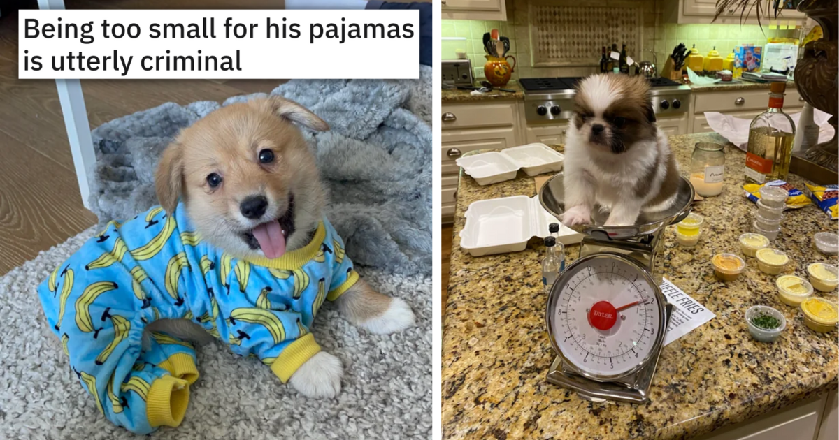 A Teeny Tiny Tray Of Illegally Small Doggos That Are Criminally Cute ...