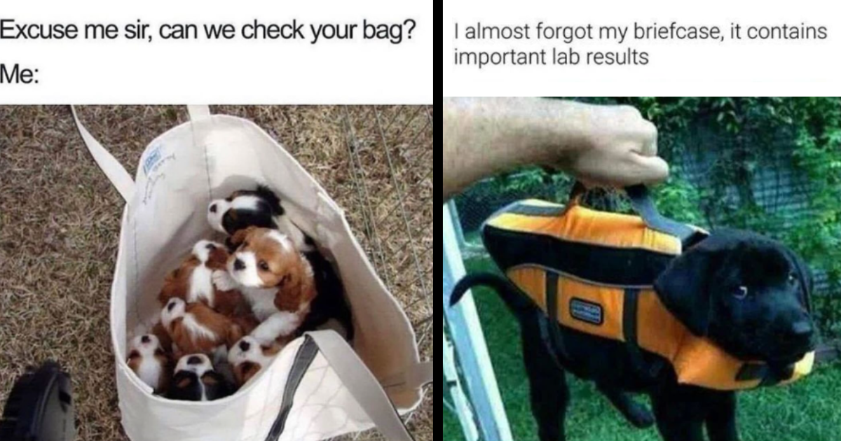 Stop Pawscrastinating And Dive Into 25 Memes Of Adorably Pawsitive ...