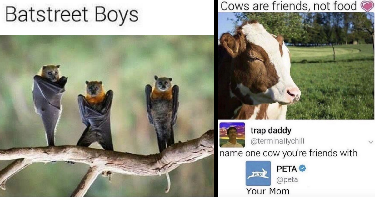 35+ Hilarious Animal Memes To Help You Giggle Your Way Into A New Work ...