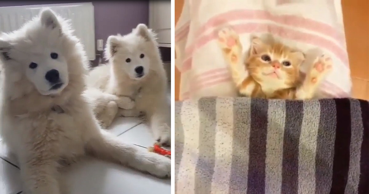 GIF Attack: 43 of the Most Adorable Animal GIFs of the Week (September ...