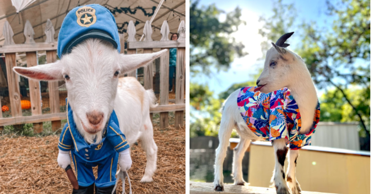 Goatally Adorable: 20 Times Goats Prove They're The G.O.A.T - Animal ...