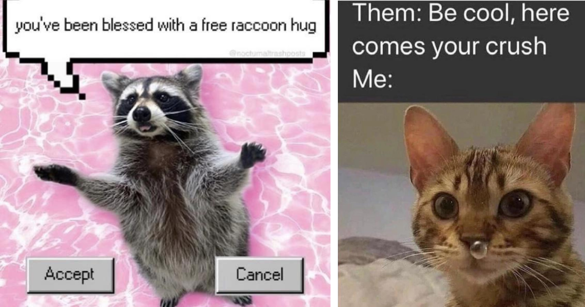 28 Animal Memes to Get Your Weekend Started With a Bang - Animal Comedy - Animal Comedy, funny ...