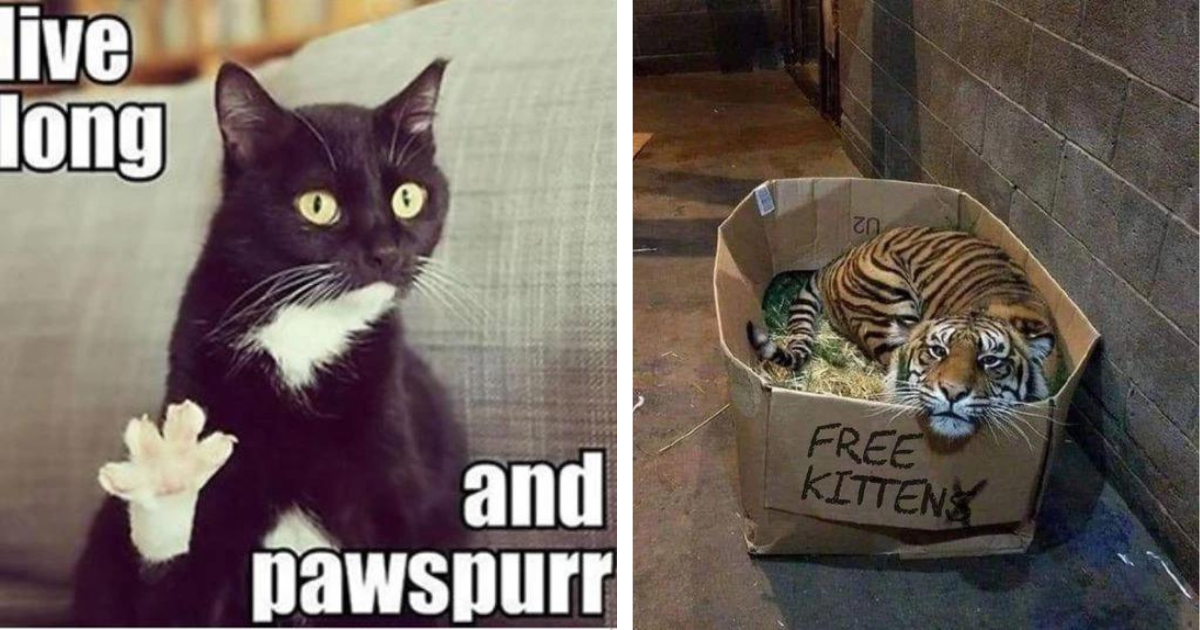 34 Cat Memes That Are Purr-fectly Hisss-terical (September 23, 2023 ...