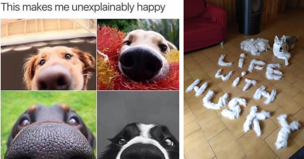 47 Tail-Waggingly Wholesome Dog Memes (September 25, 2023) - Animal ...