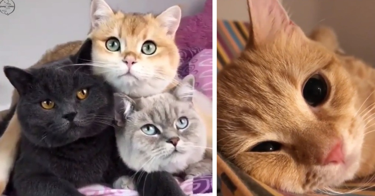 Serious Cat Gif