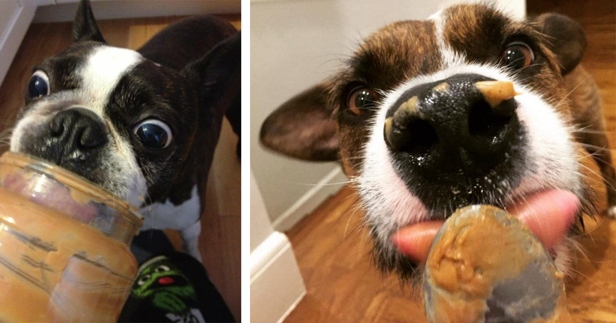 Puppers And Peanut Butter: 27 Delightful And Wholesome Pics Of Dogs ...