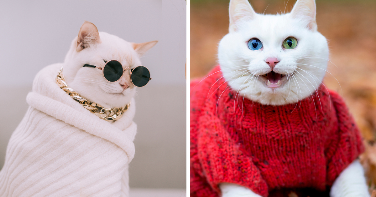 Feline Fashion Feature - The Best Of Pawdorable Kitty Outfits Straight ...