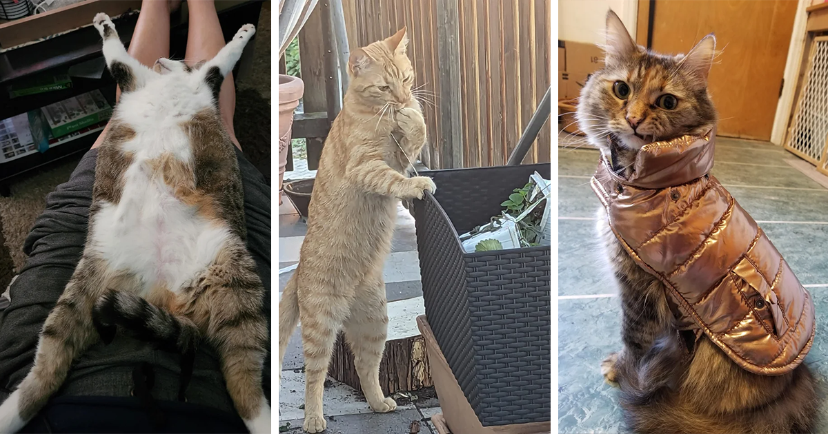 Take In The Most Aww-Worthy Cat Moments Captured In This Week's Dose Of ...