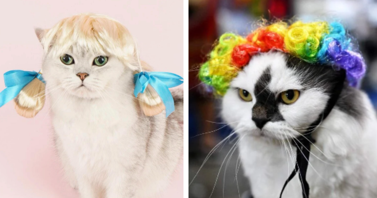 Wigging Out in Style: 25 Hilarious Pictures Of Cats In Wigs, Because ...