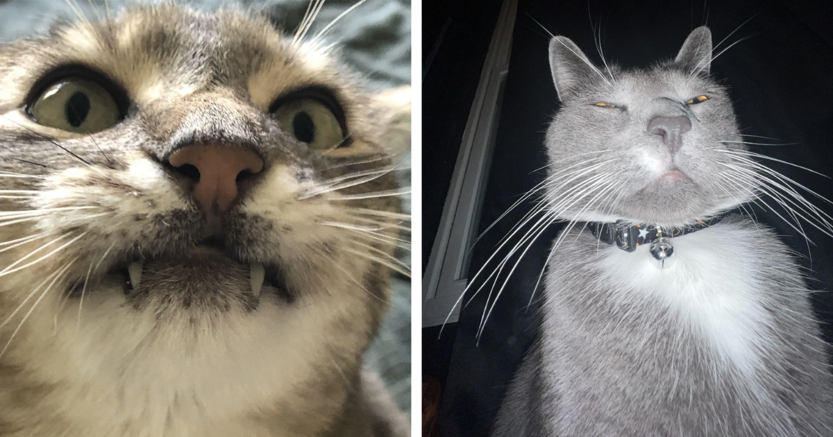 28 Goofy Cats And Their Funny Feline Faces To Brighten Up Your Life ...