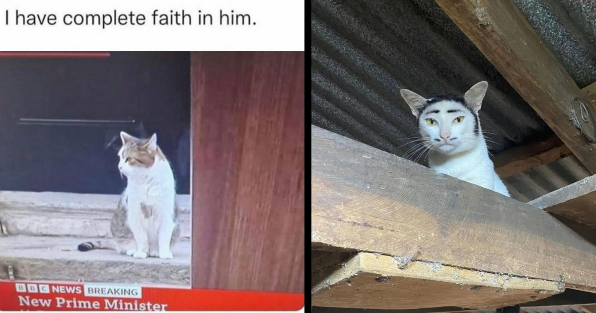 Meow-Mix It Up With These 29 Funny Cat Memes And Pics To Purrfectly ...