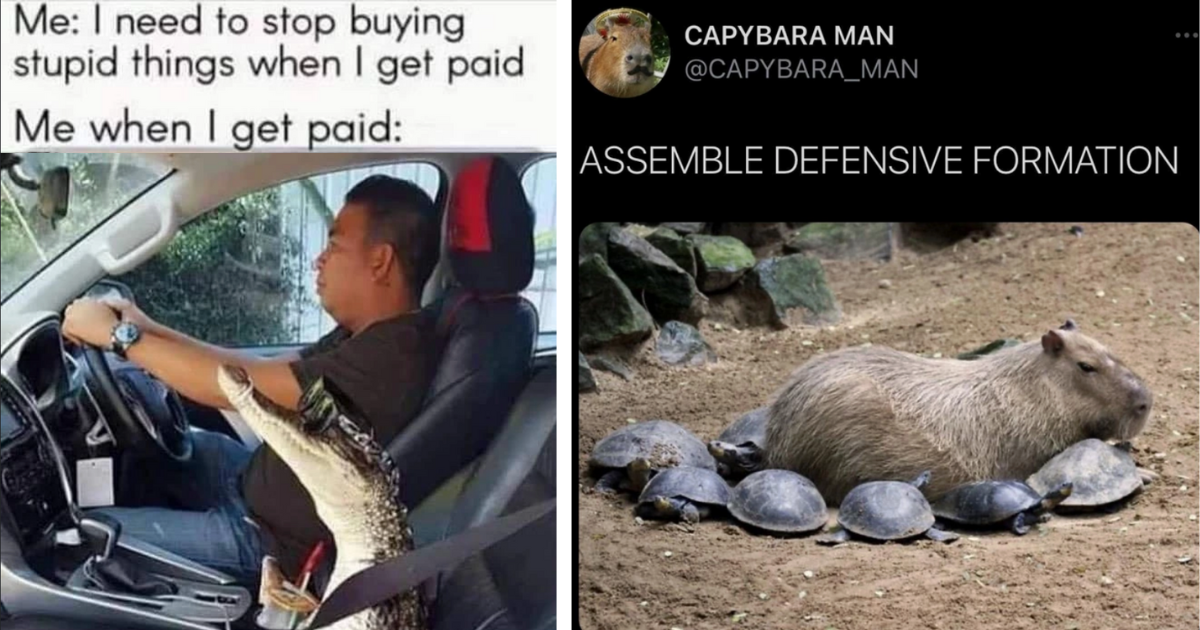 Refreshing Reptile Memes For All The Cold-Blooded Baddies Still Soaking ...