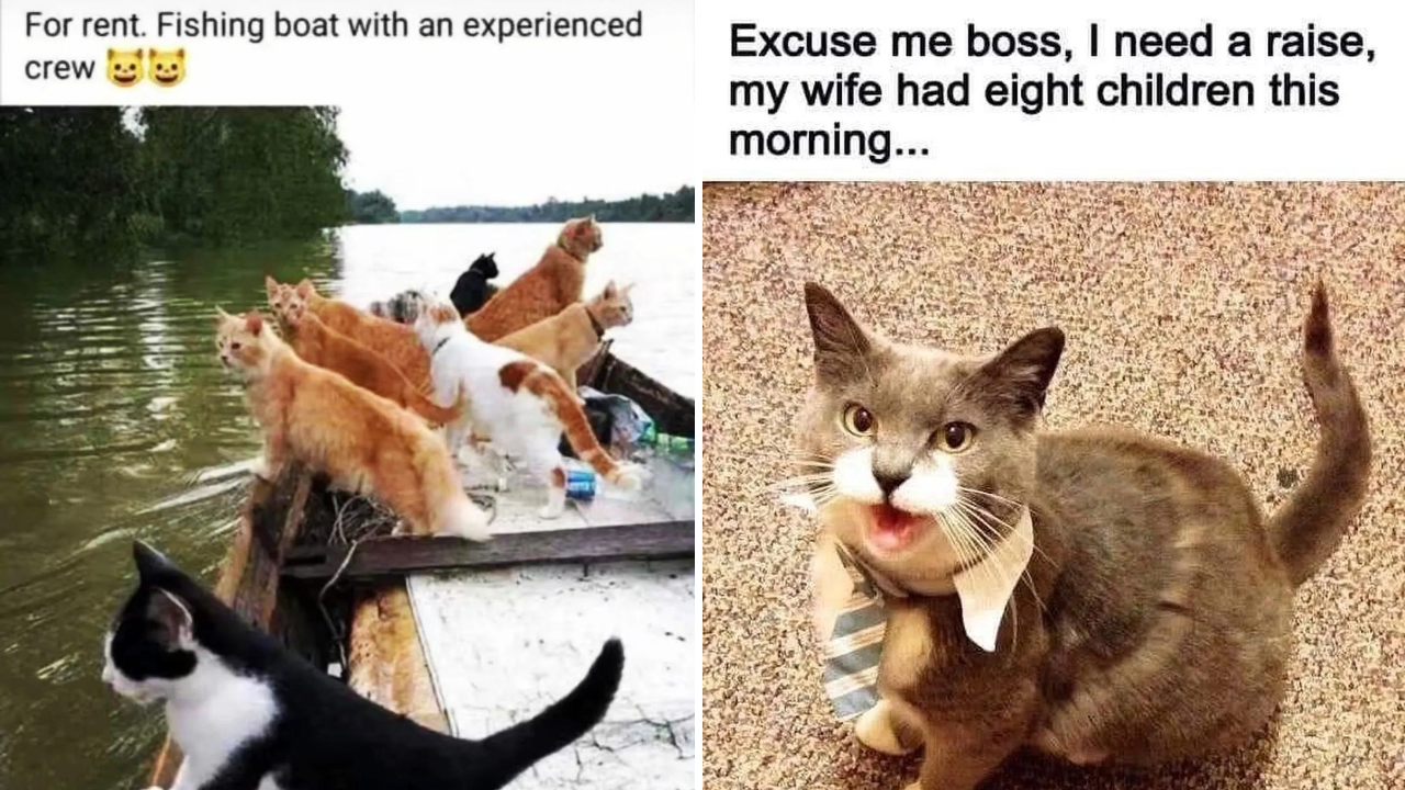 Clawssic Wholesome Cat Memes For Your Tuesday Afternoon Calming Cat ...