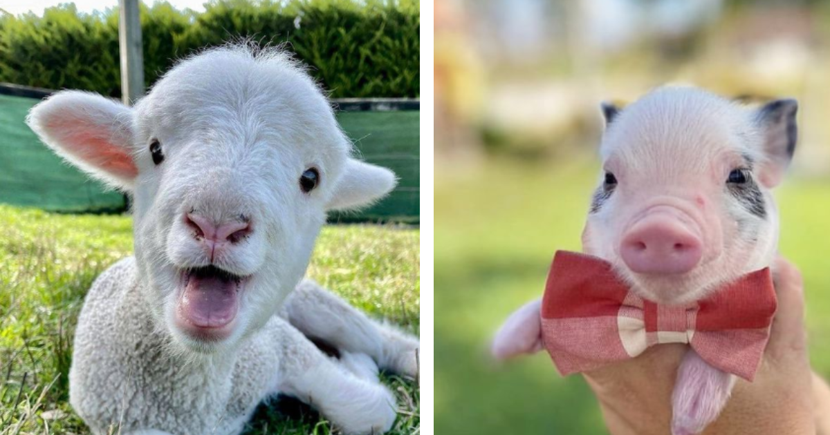 Cute And Captivating: 25 Pawsitively Precious Photos Of Baby Animals To ...