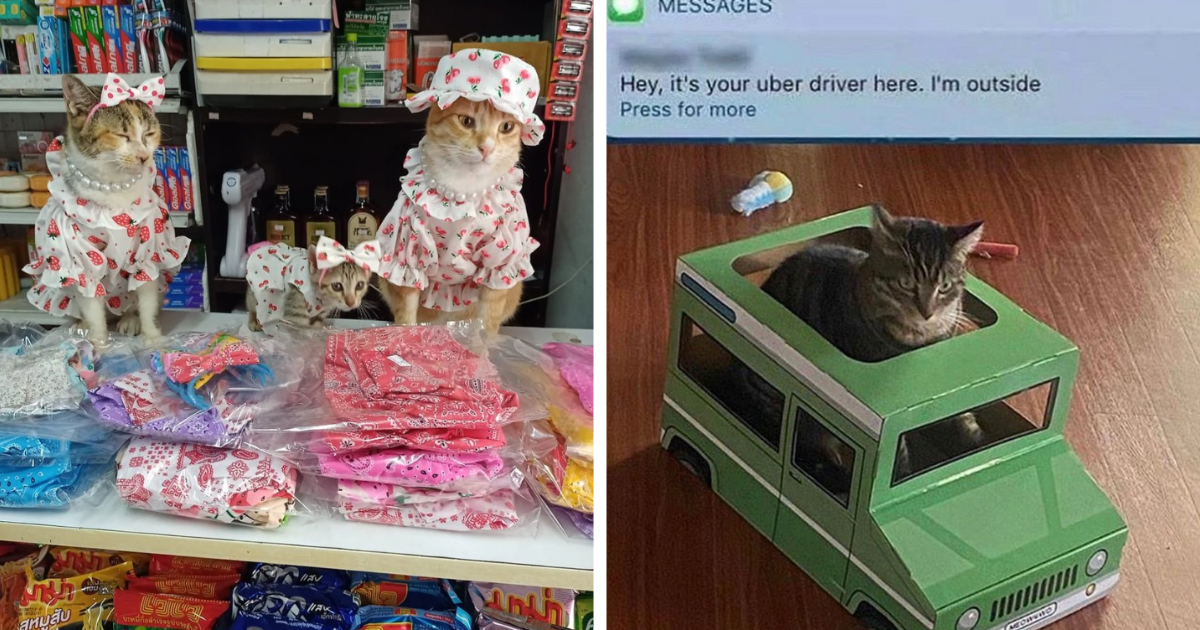 30 Cute Cat Employees Of The Month Who Are Fiercely Focused Felines ...