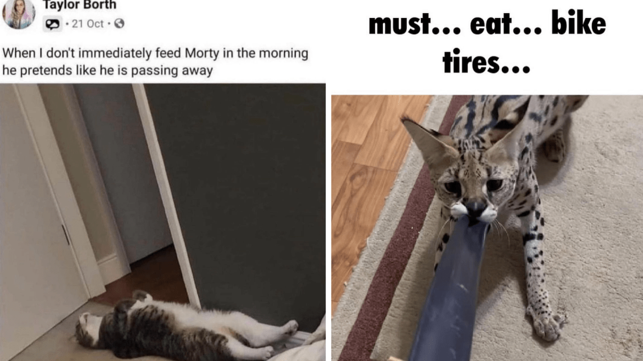 Hump Day Aka The Feline Grump Day Spicy Cat Memes For Your Mid Week Meowtivation I Can Has
