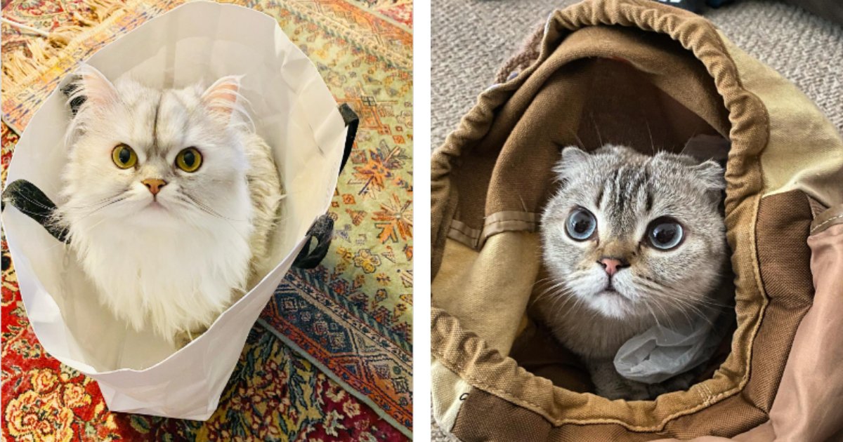Cats In Bags: 25 Bag Bundles of Cat Cuteness That Will Leave You Feline ...