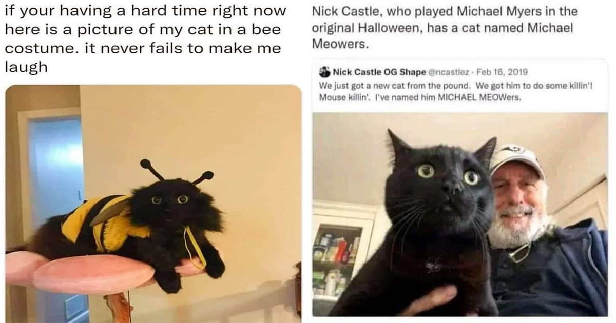 Mid-Week Pick Me Up: Fabulous Feline Memes For Every Cat Person Who's ...