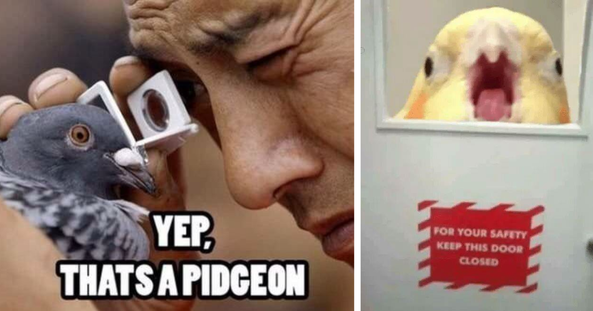 A Funny Feather-Brained Bird Meme Dump For Your Heart Lump - Animal ...
