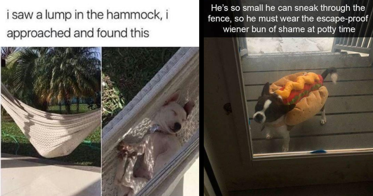 Doggie Dump of Dopamine To Ride Until The Last Woof Of The Weekend (September 29, 2023) - Animal ...