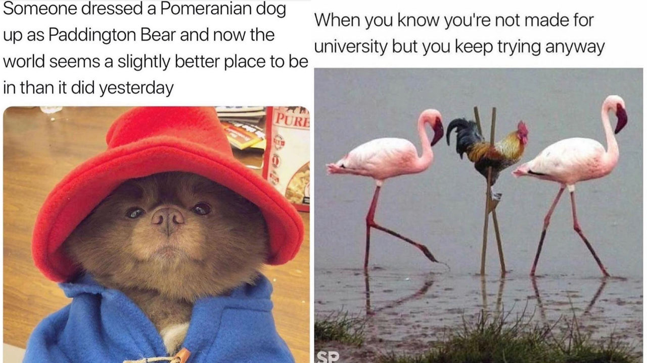Sweet And Sassy Saturday Memes Of Animals Living Their Best Lives In ...