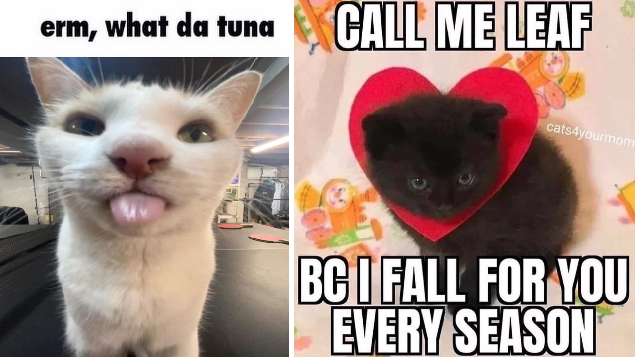 Cute Caturday Kitten Parade: Full Spectrum Feline Memes From Wholesome ...