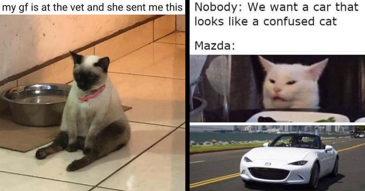 35+ Hilarious Cat Memes To Help You Laugh Through The Pain Of Finishing ...