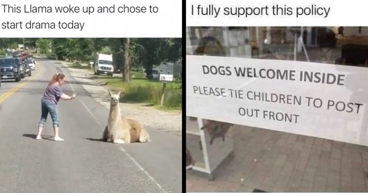 35+ Funniest Animal Memes To Help You Giggle Your Way Into A New Work ...