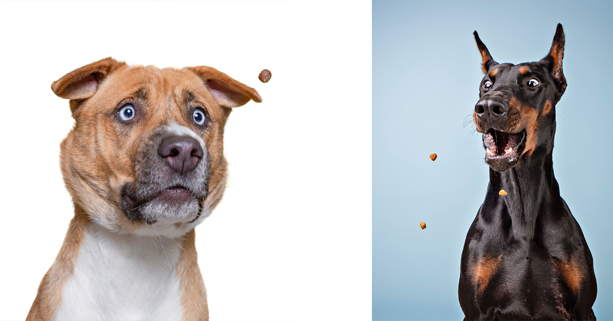 Doggos Fetching Snacks In Midair - 23+ Pups Caught In The Act Of ...