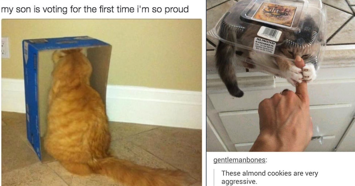 Dazzling Derp Delivery: Wholesome Silly Memes Of Cats From Both Ends Of ...