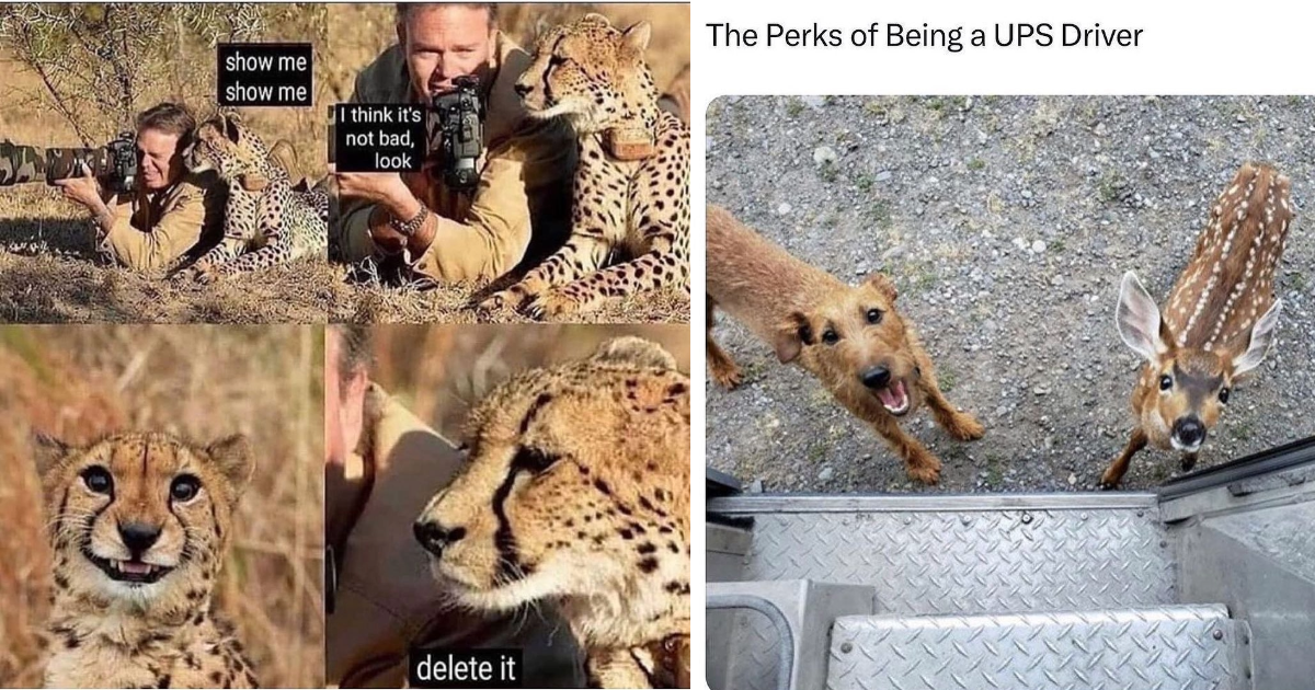 Pawsitivly Pawdorable Pets From All Over The Awnimal Kingdom To ...