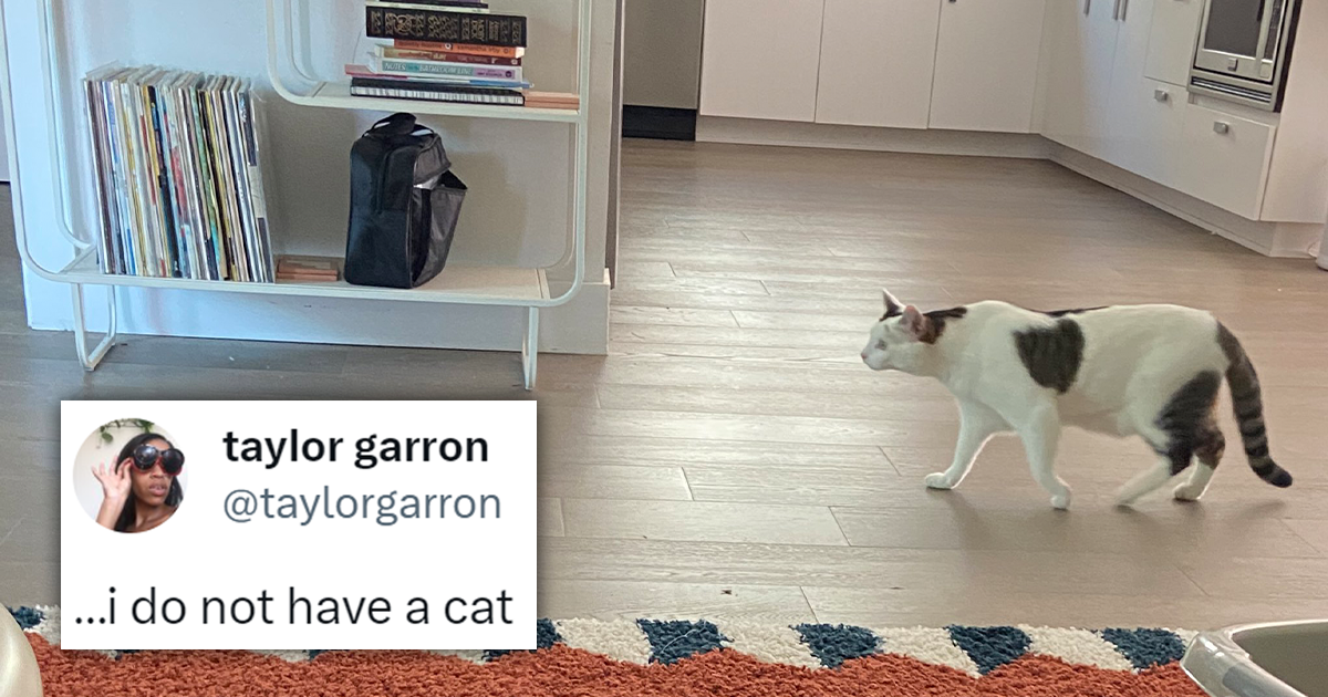Twitter Thread: Cat Breaks Into Human's Apartment, Followed By ...