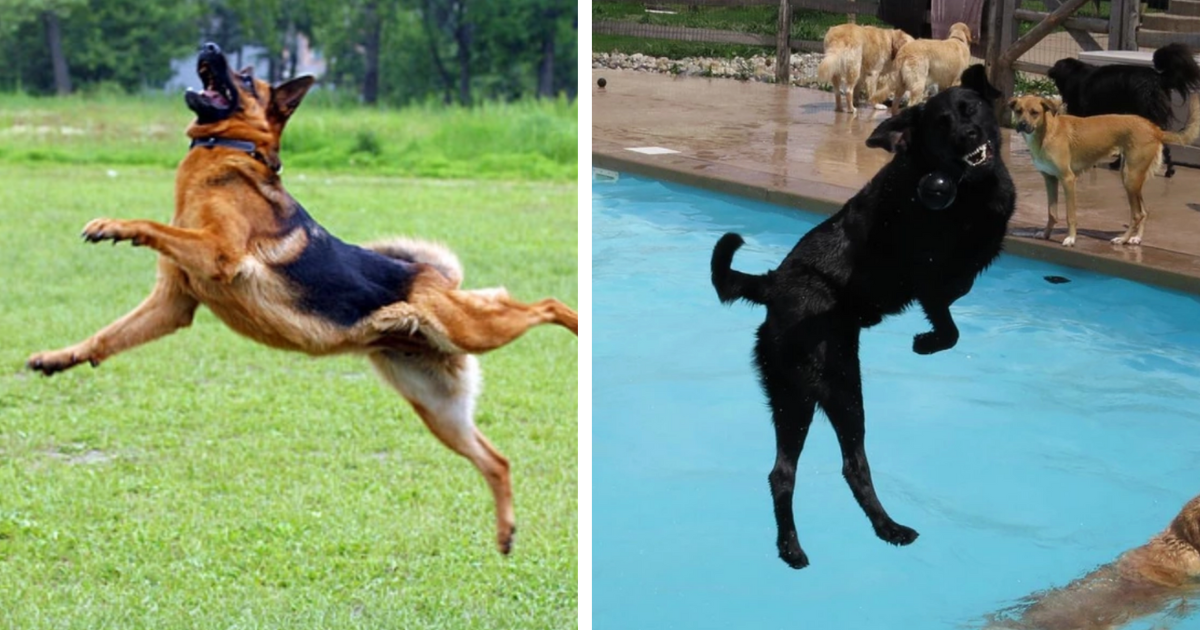 23 Derpy Doggos Leaping For Joy To Give You A Good Giggle During Your ...