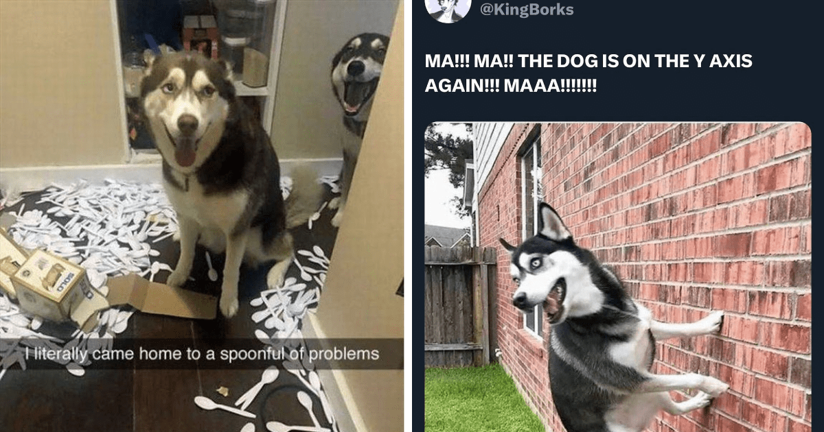 Disawwsterous Derpy Doggo Memes To Help Release Some Of The Tension Of ...