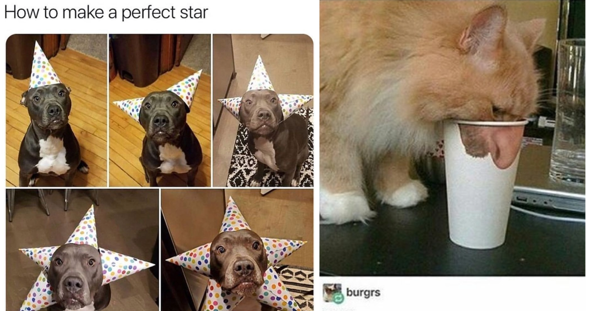 Celebrate Friday With These Hissterically Wholesome Awnimal Memes ...