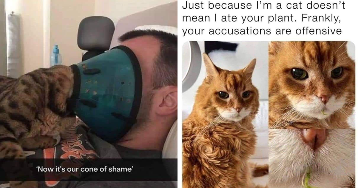 Mid-Week Pick Me Up: Fabulous Feline Memes For Every Cat Person Who's ...