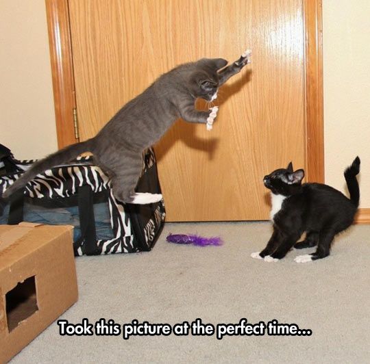 36 Perfectly Timed Photos Of Cats Caught In Midair - I Can Has Cheezburger?