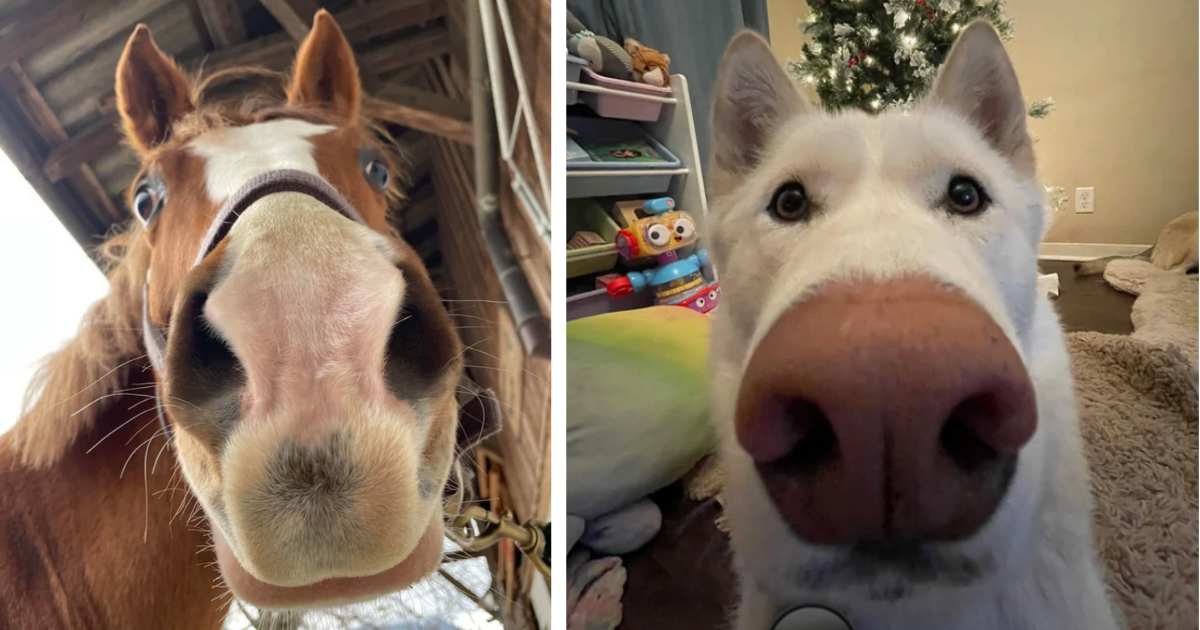 26 Super Cute Animal Snoots Ready For Boops For A Midweek Mental Health ...