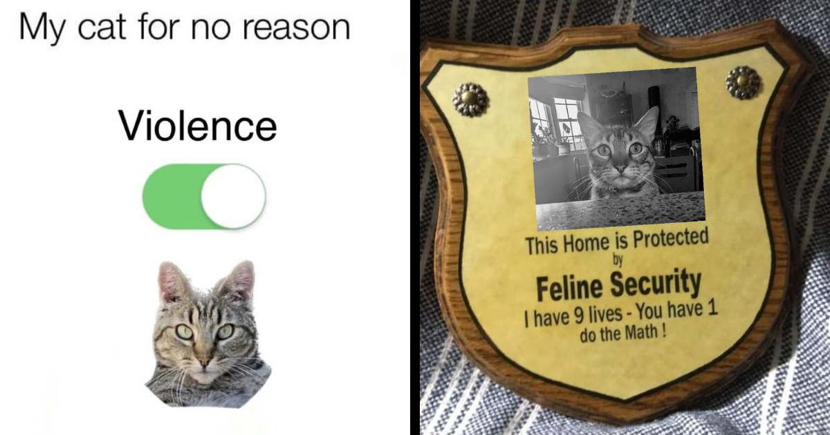 Pause for A Meowment: Take A Break From Work With These 40+ Pawsitively Hilarious Cat Memes - I ...