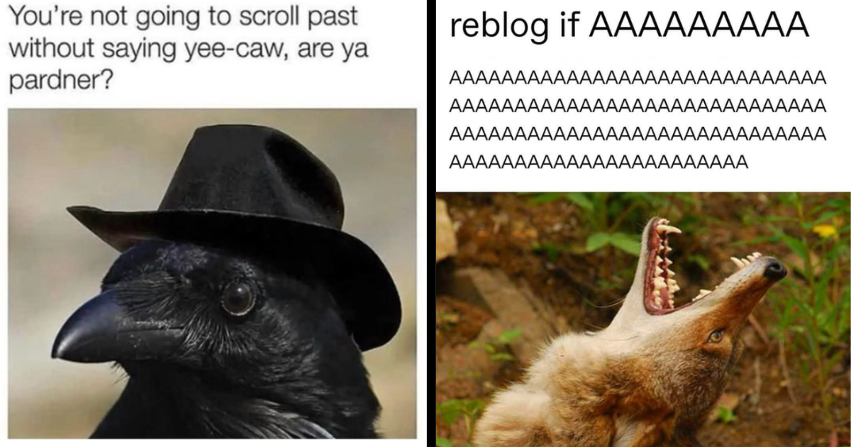 Hilarious Hodgepodge of 30 Relatable Animal Memes to Kick Off the Week ...