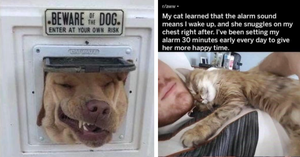 Animal Comedy - funny animal memes - Page 5 - Animal Comedy - Animal ...